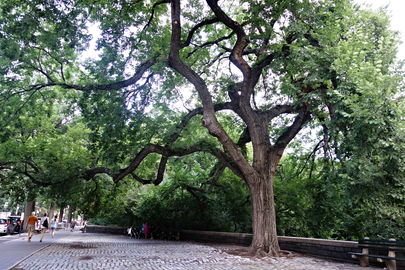 Using Google Street View Data to Track Urban Trees
