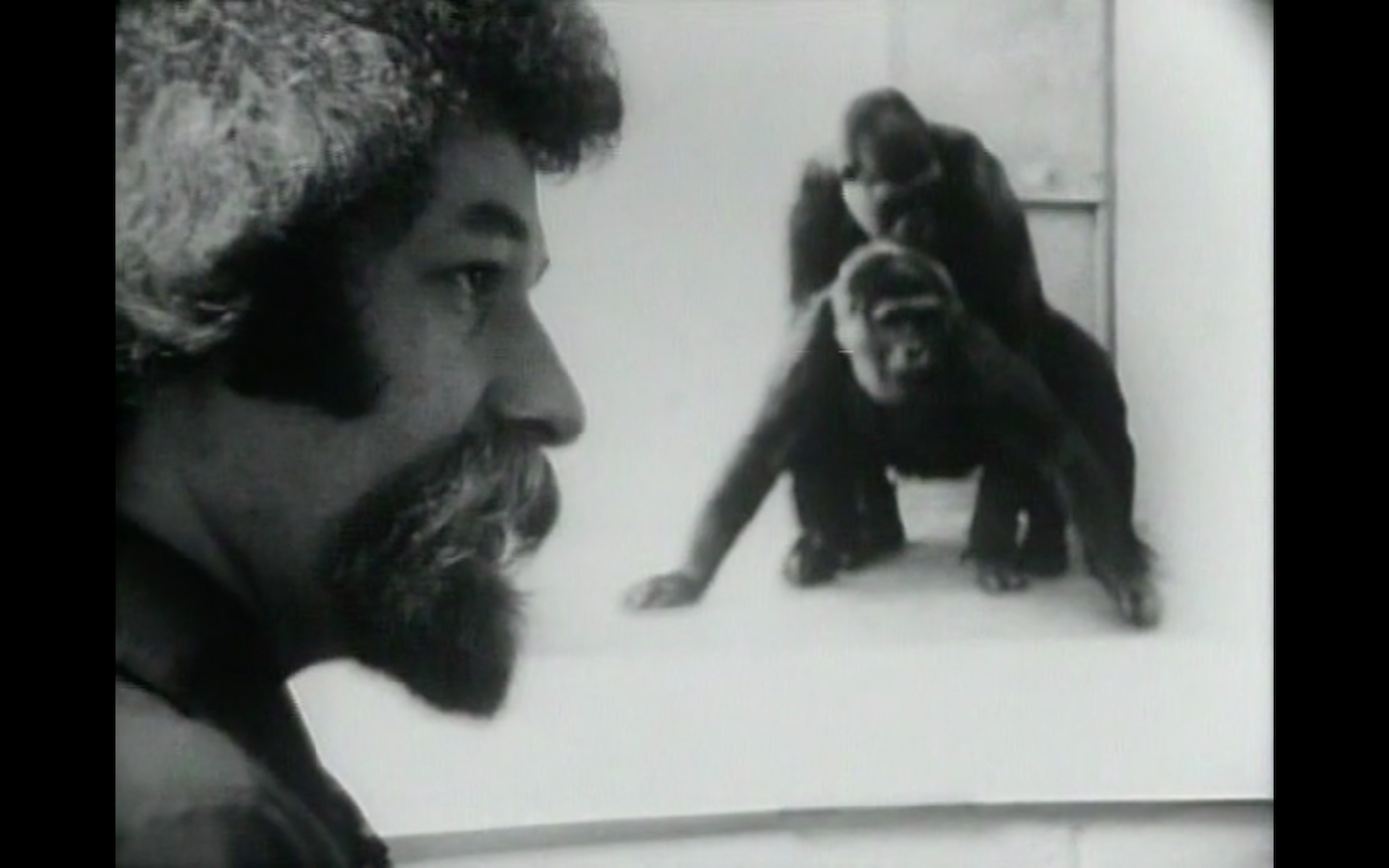 Monkey Around with a Simian Cinema Series