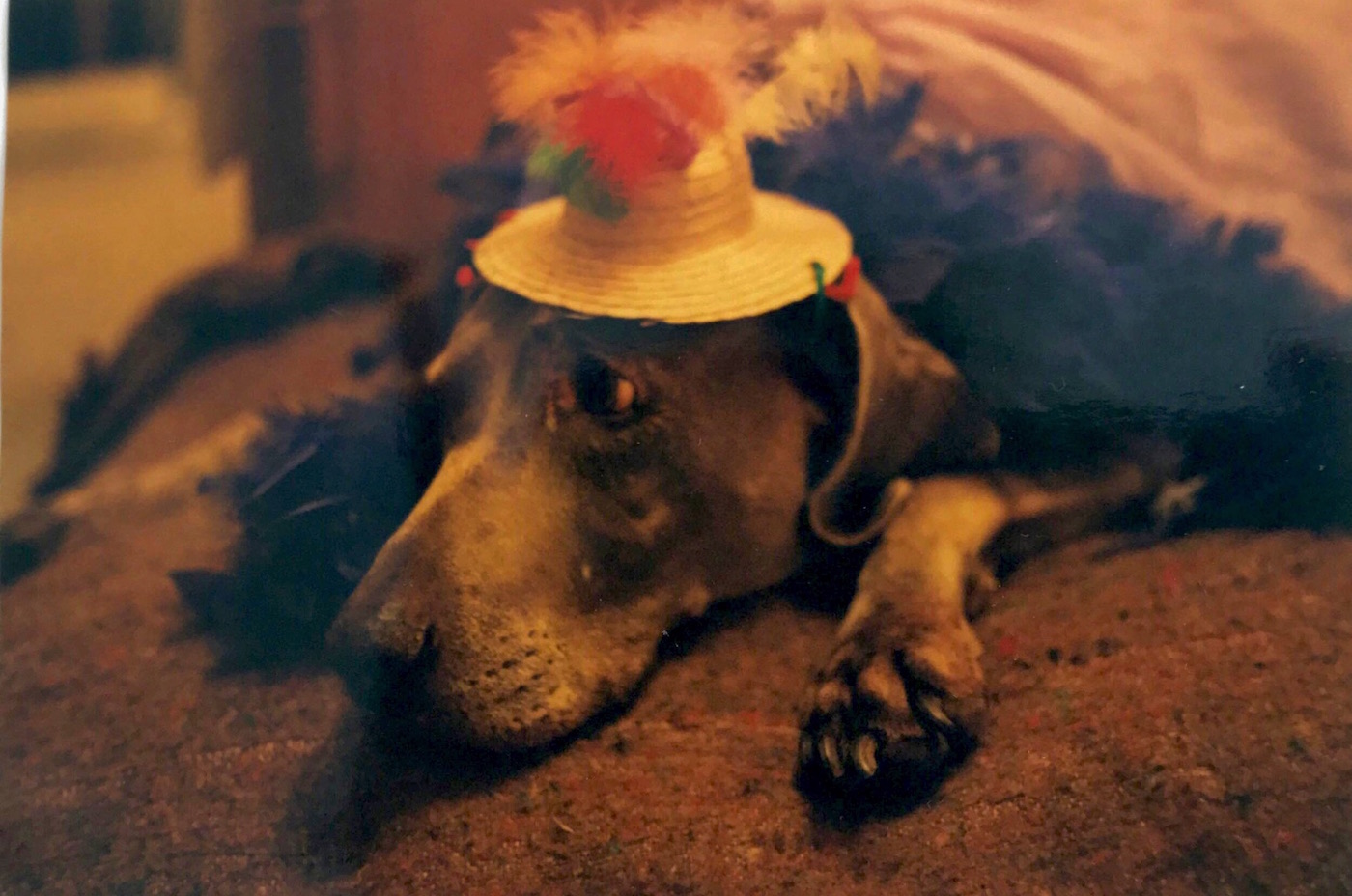 Dressing Up My Dog After William Wegman's Photos of Weimaraners