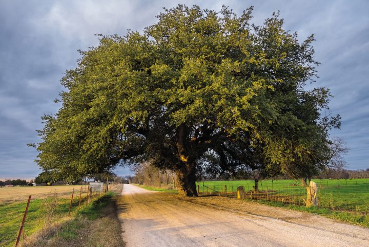 Photographing Some of the World’s Oldest and Wisest Trees