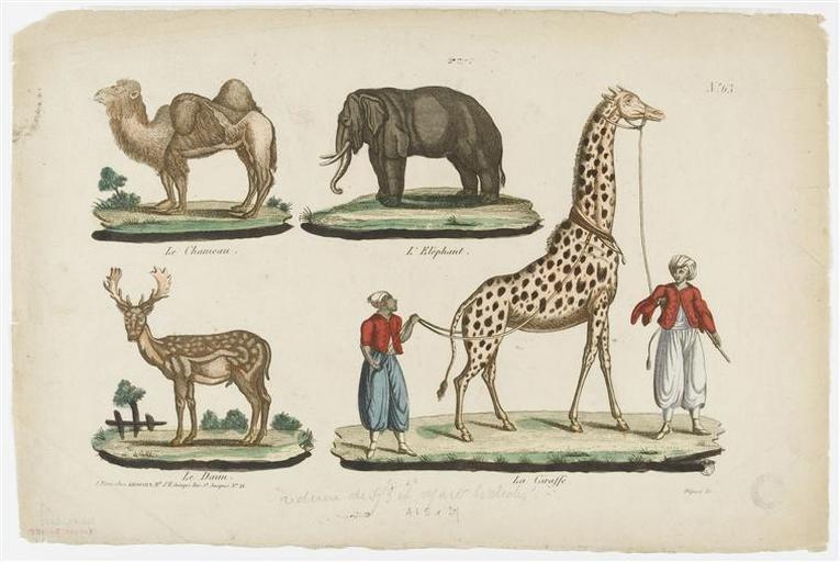How Zarafa, France's First Giraffe, Became a Cultural Sensation