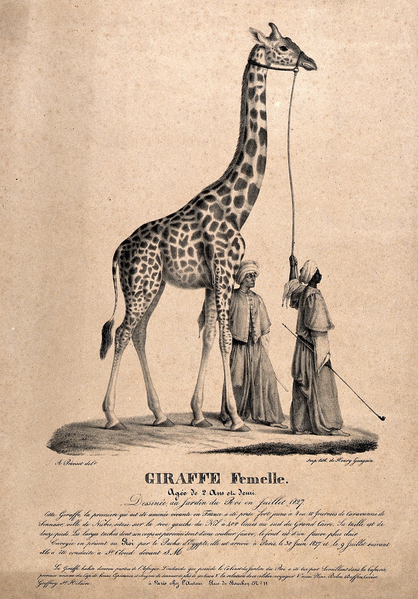 How Zarafa, France's First Giraffe, Became a Cultural Sensation