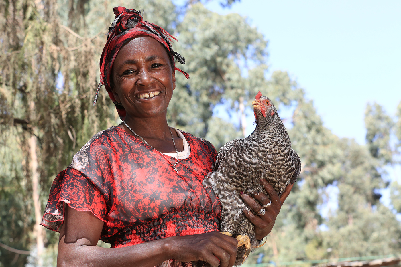 An Artist Is Helping Incubate More Resilient and Fertile Chickens for ...