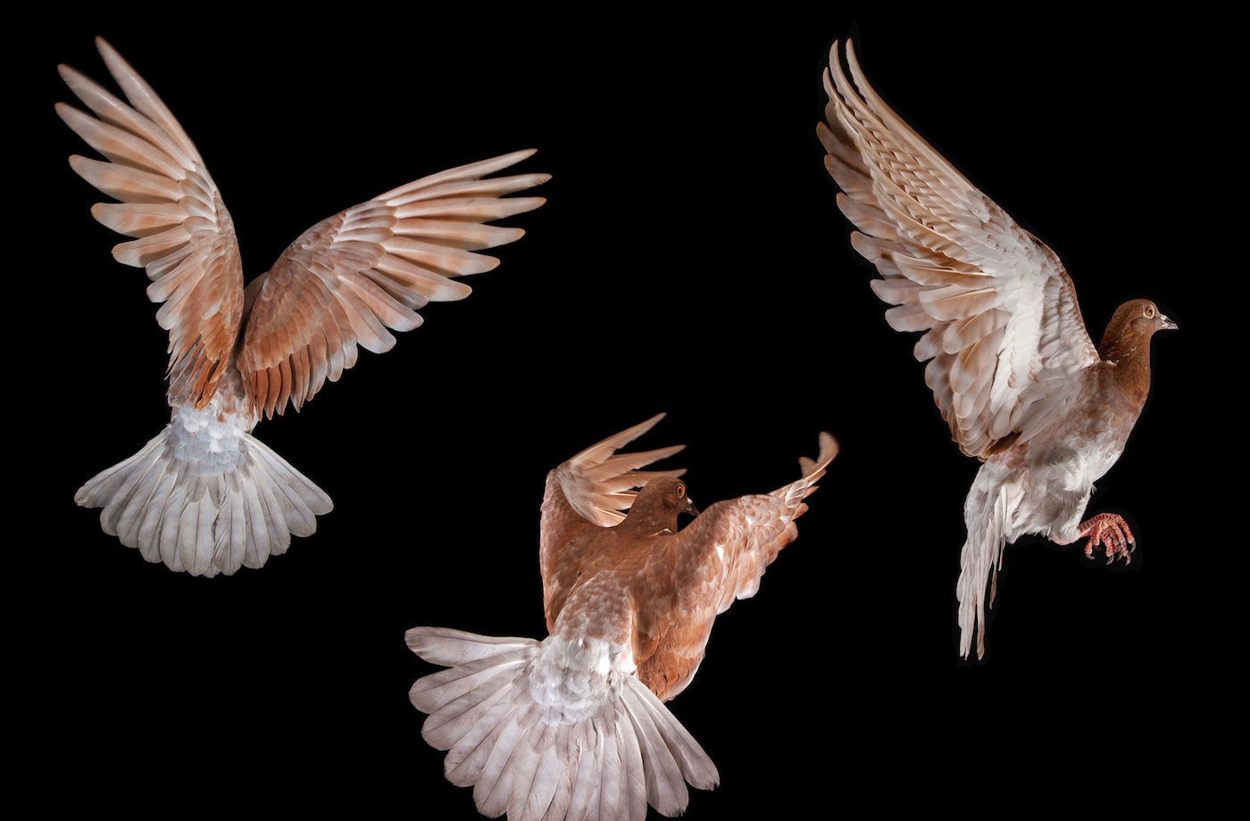 A Photographer Captures the Unique Personalities of New York City Pigeons