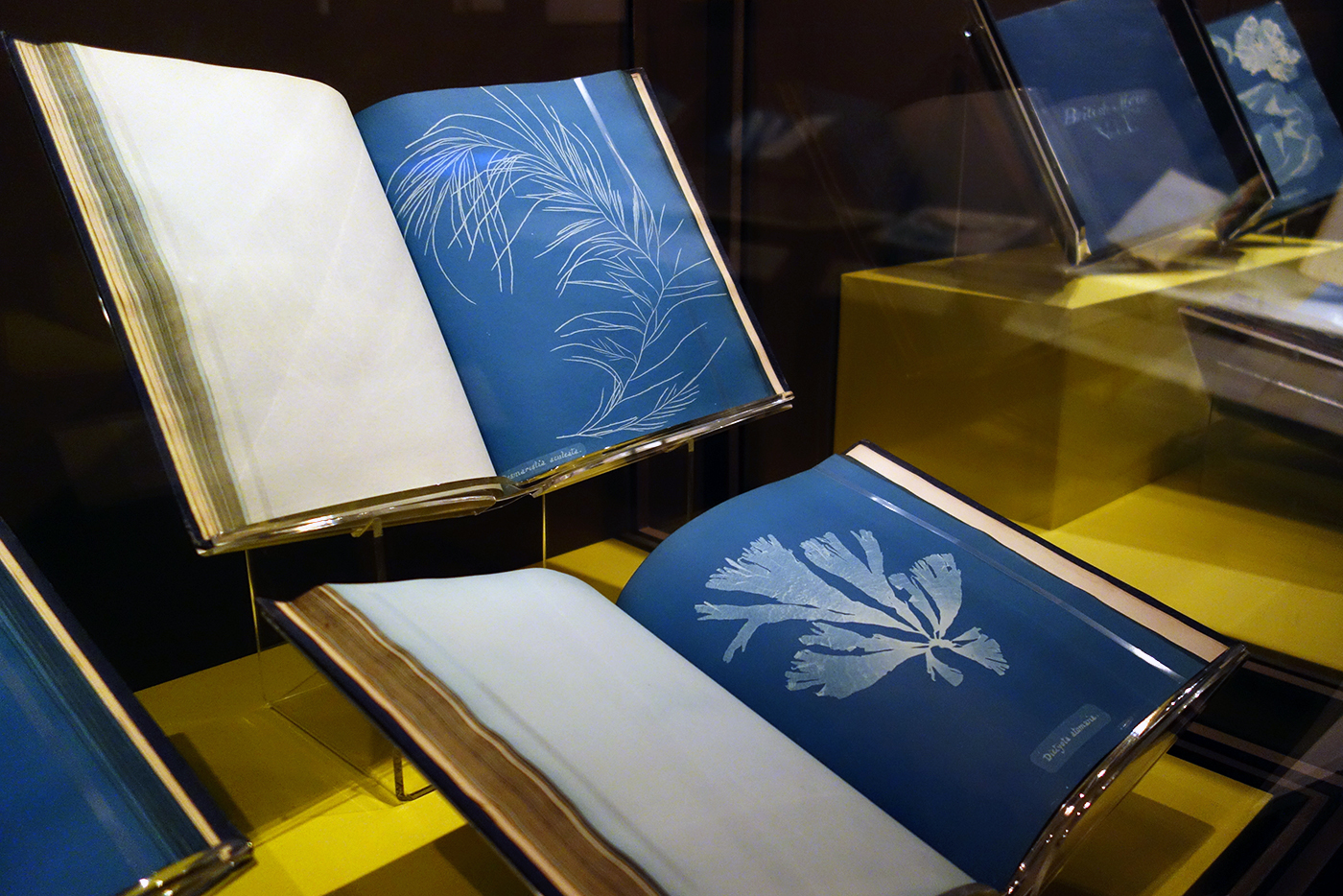 A Pioneering Photographer's Legacy In Algae