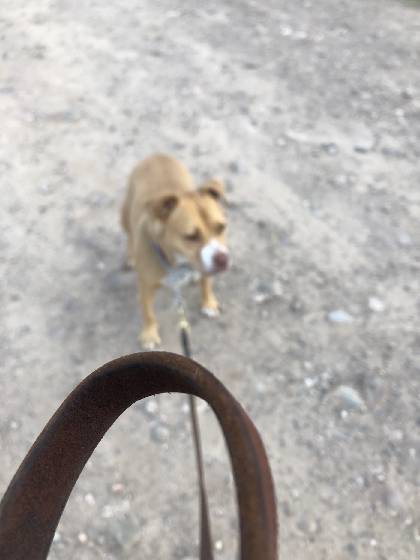 The Poetry of Eileen Myles’s Intimate, Imperfect Instagram Photos