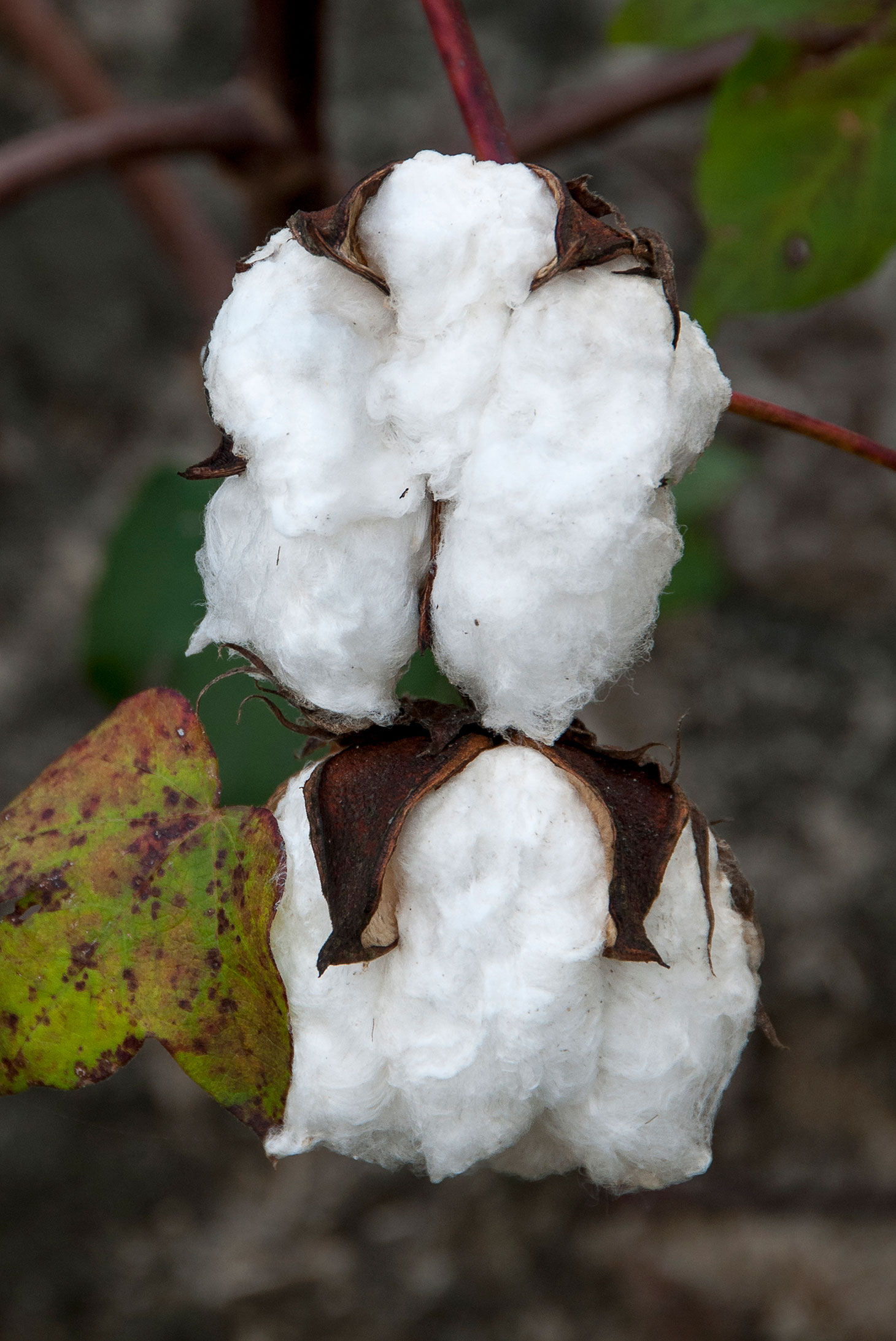 The Ghosts of Cotton in the American Landscape