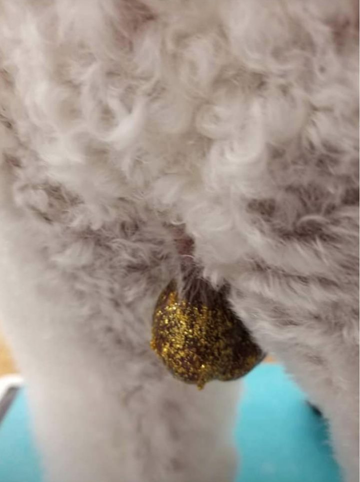 The Latest Sign of the Apocalypse Is Glittery Dog Testicles