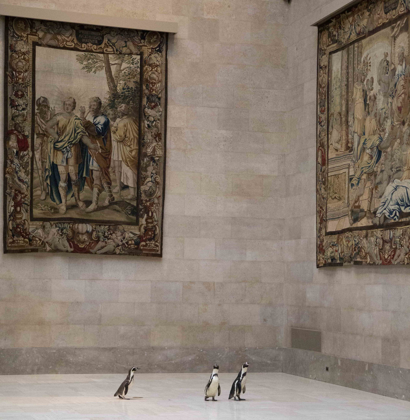 The Latest Visitors to the Nelson Atkins Museum? A Trio of Penguins