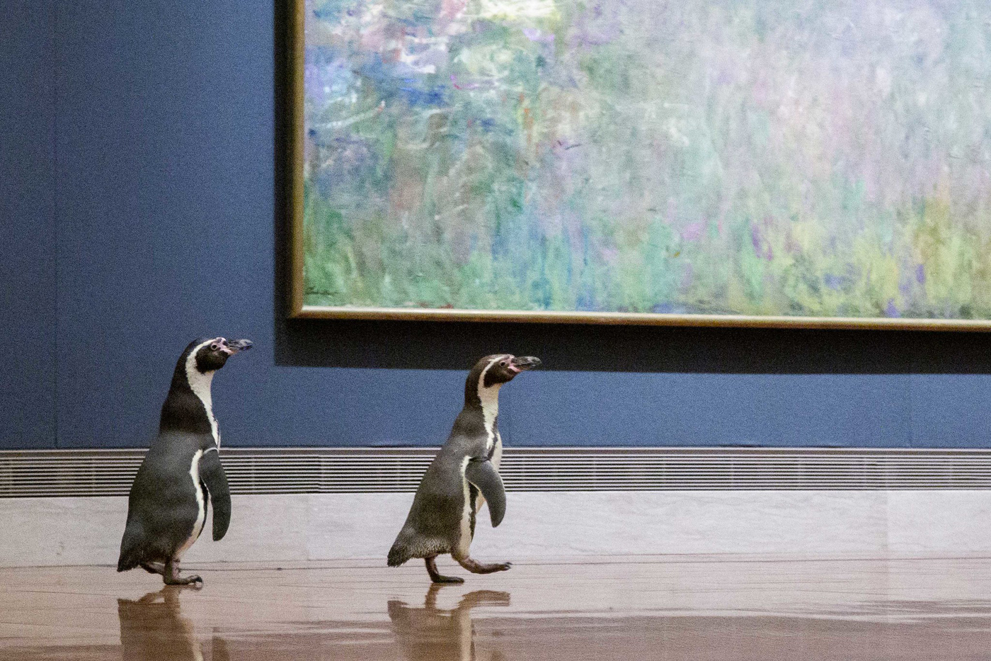 The Latest Visitors to the Nelson Atkins Museum? A Trio of Penguins